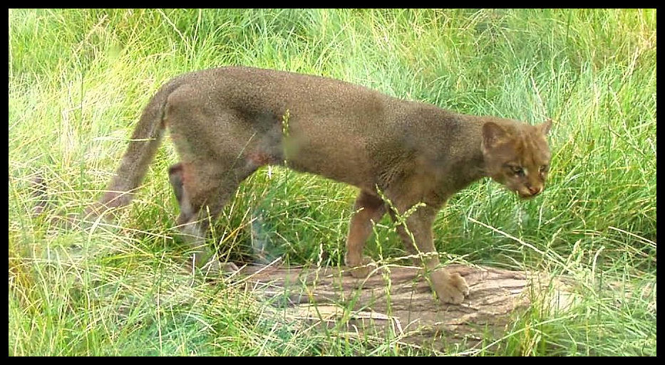 Mysterious and Forgotten Dixie Cats – The Americas Revealed