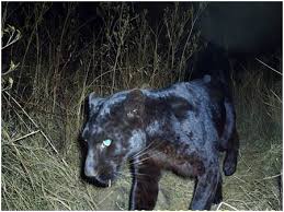 Mysterious and Forgotten Dixie Cats – The Americas Revealed