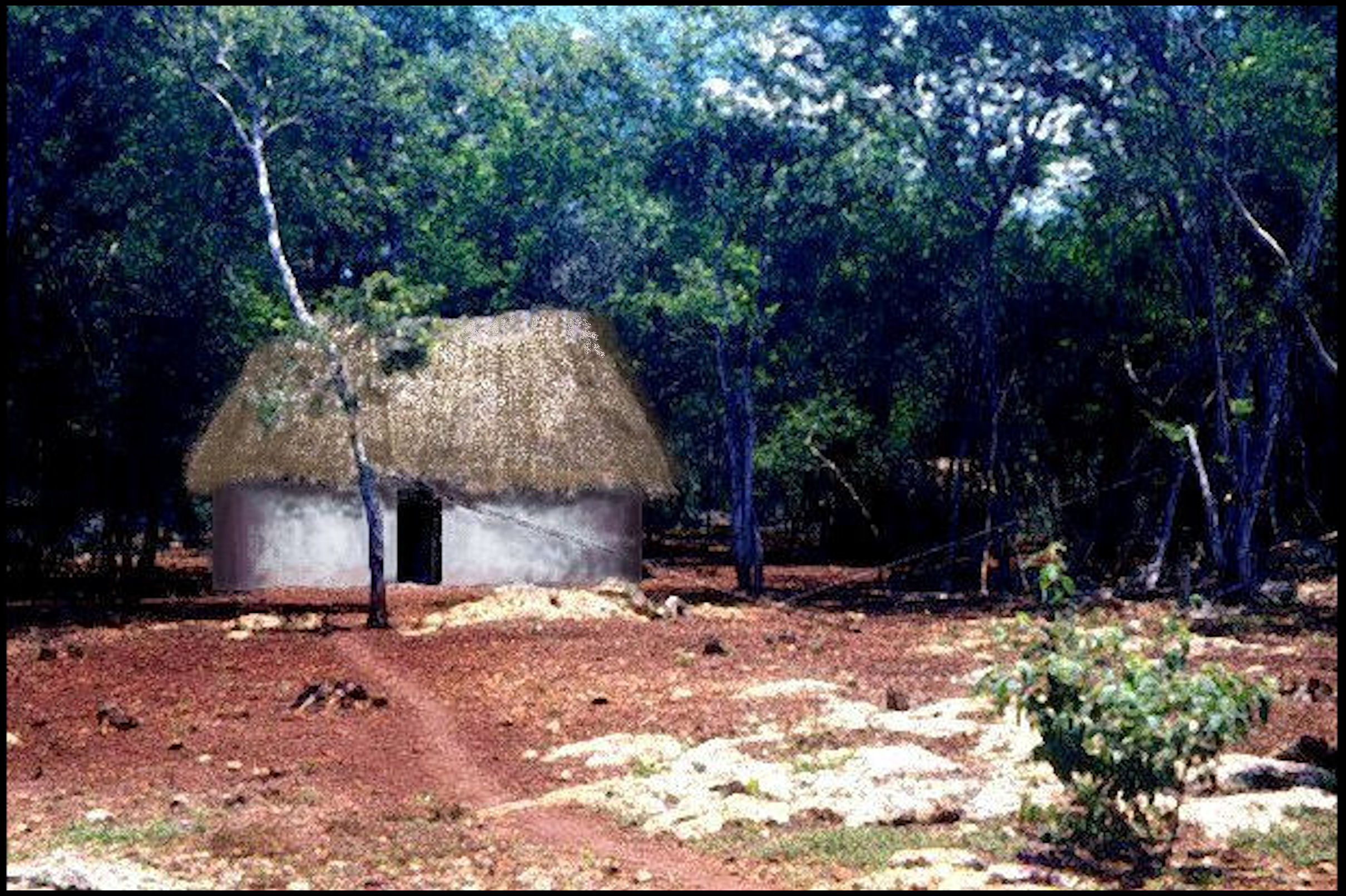 Two Maya Pigs In Love – The Americas Revealed