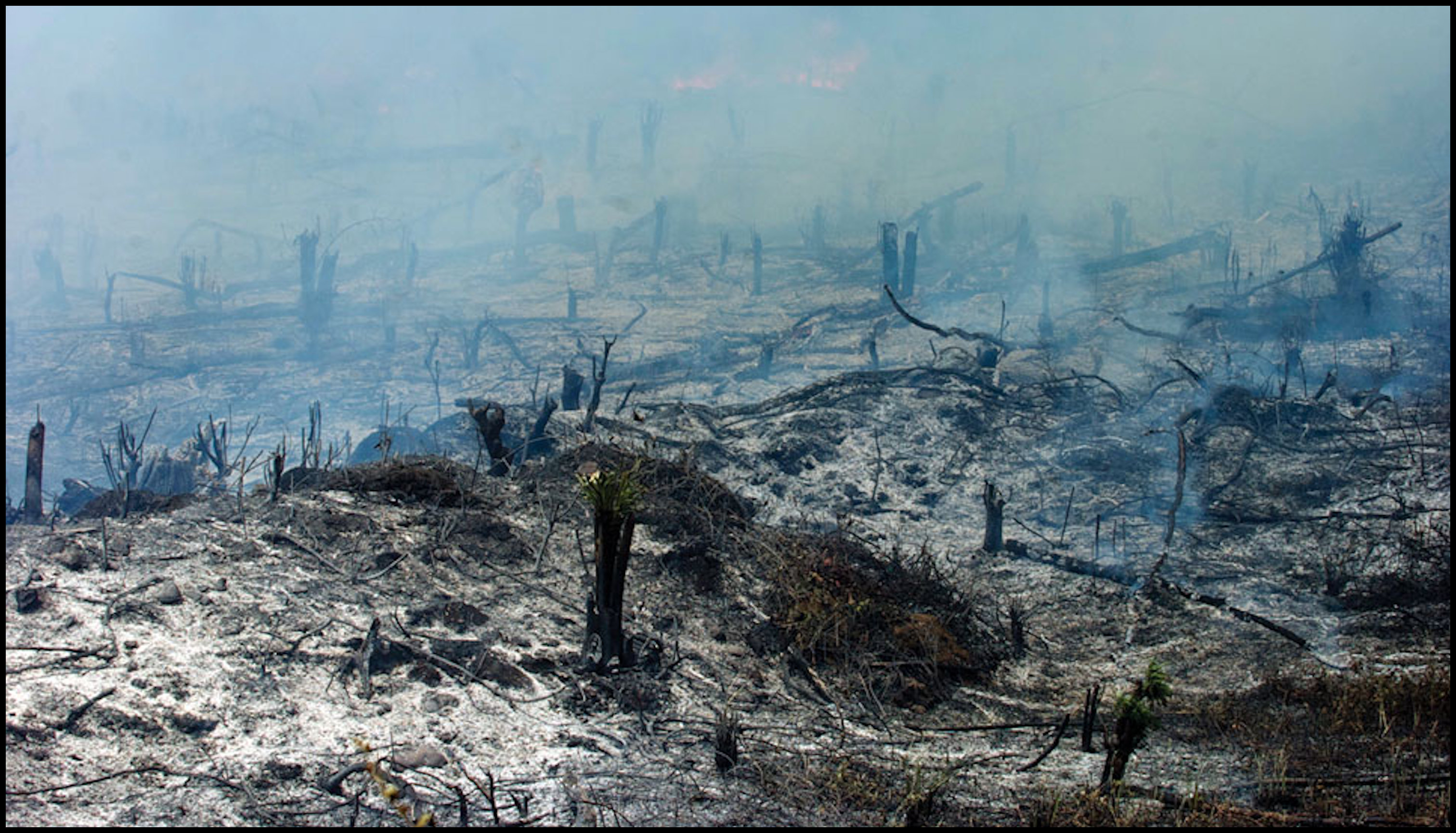 Slash and burn agriculture in southern Mexico . . . the milpas and ...
