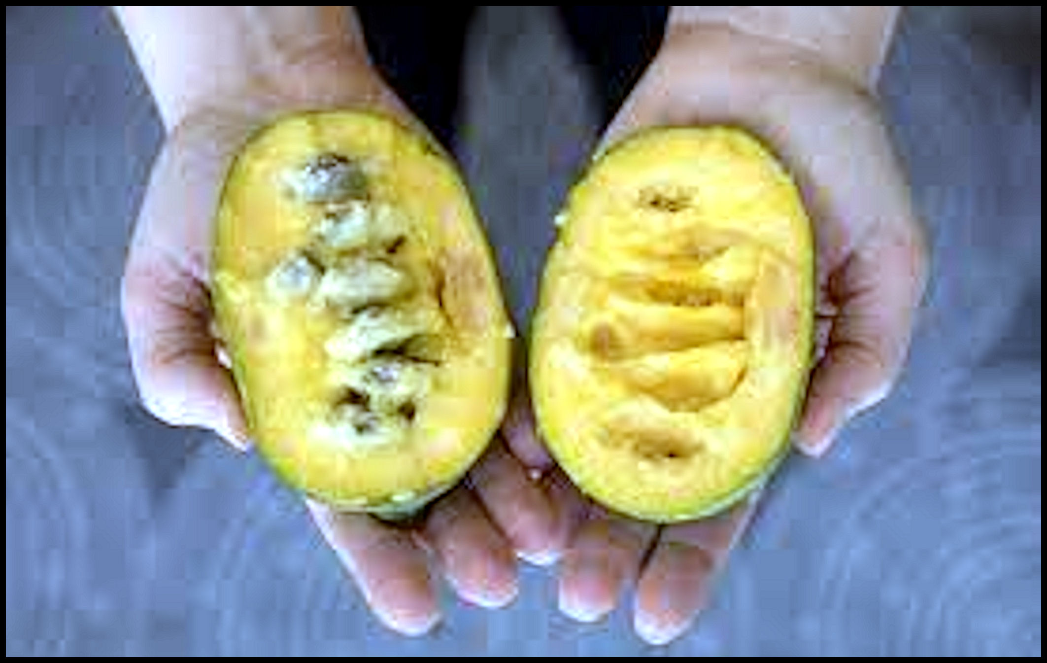 The Indigenous Agriculture of the Americas . . . Pawpaw fruit – The ...