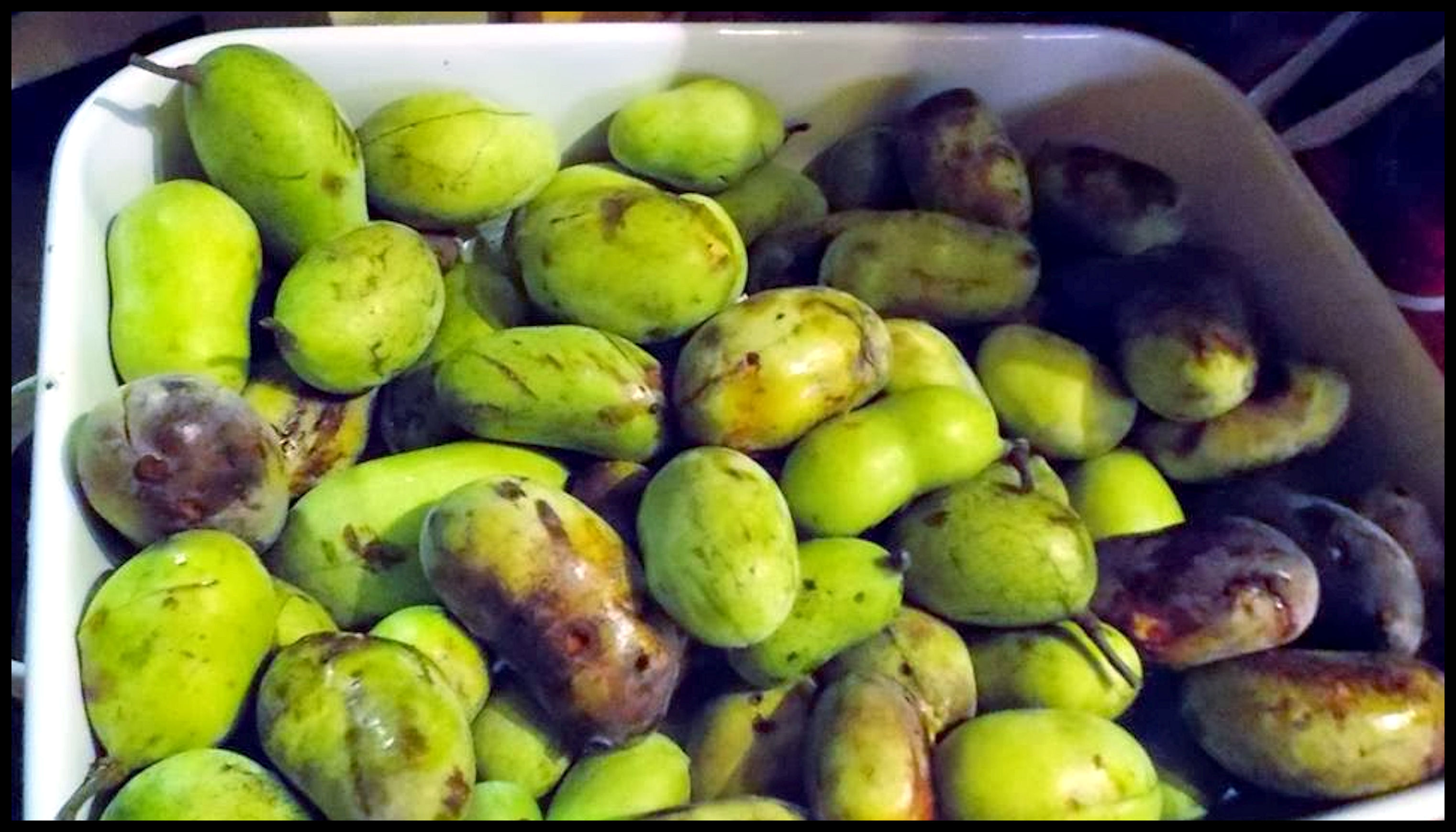 The Indigenous Agriculture of the Americas . . . Pawpaw fruit – The ...