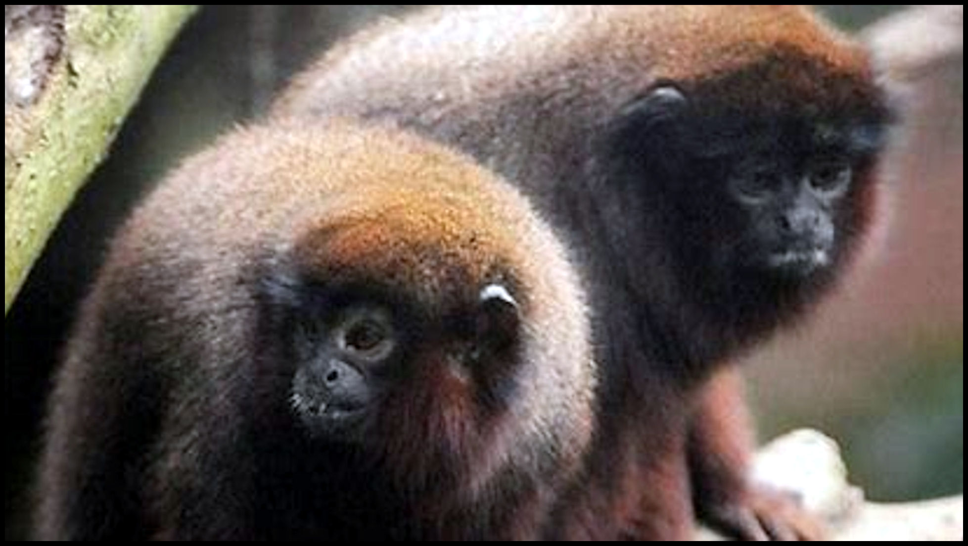 Homo Erectus in the Americas? – The Americas Revealed