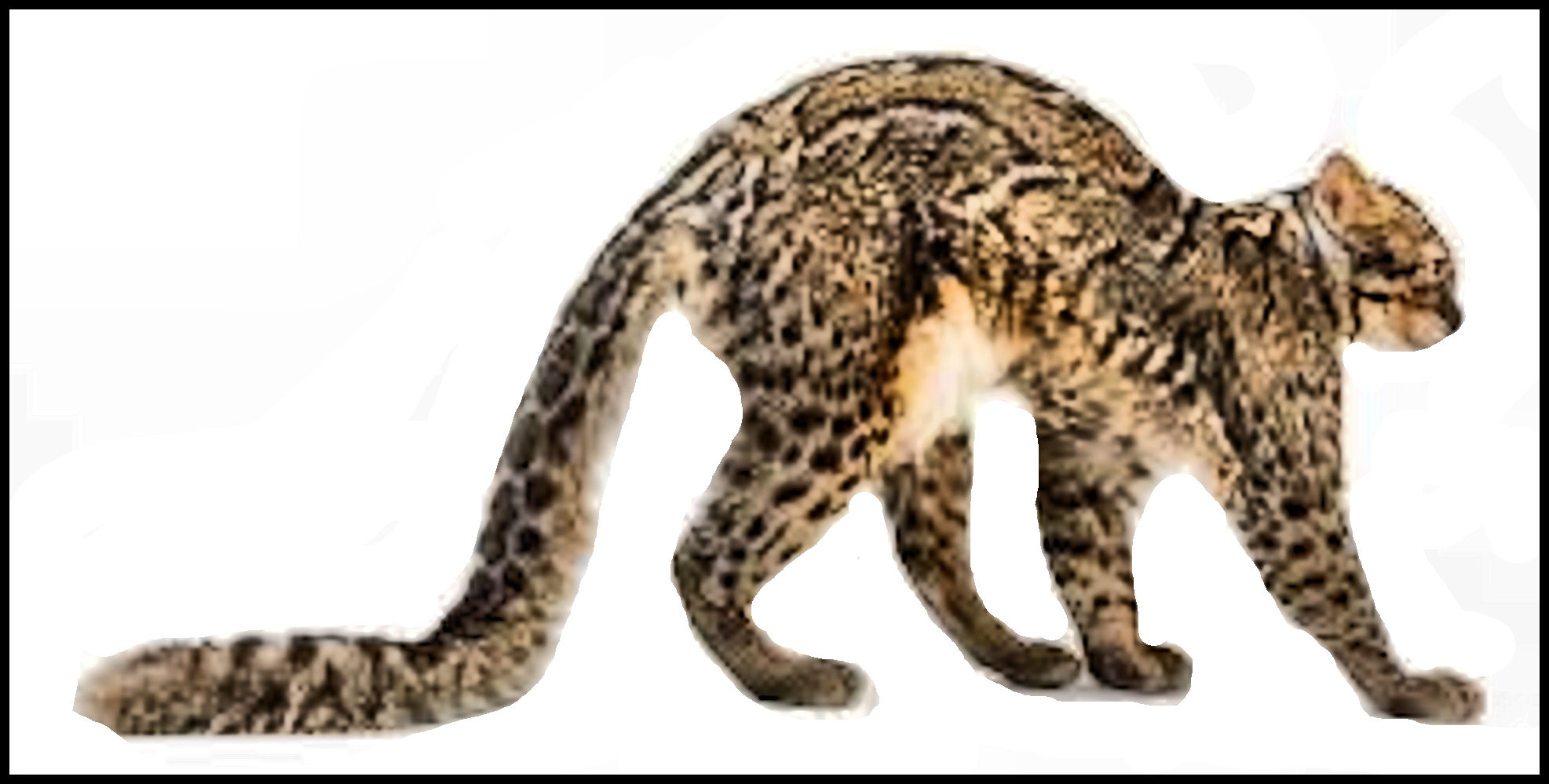 Most of the Native American cats, pictured in Indigenous art, still ...