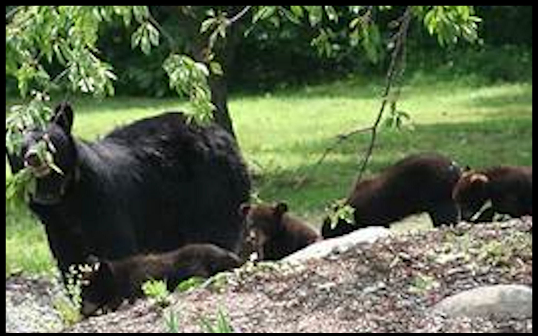 Just the bear facts – The Americas Revealed
