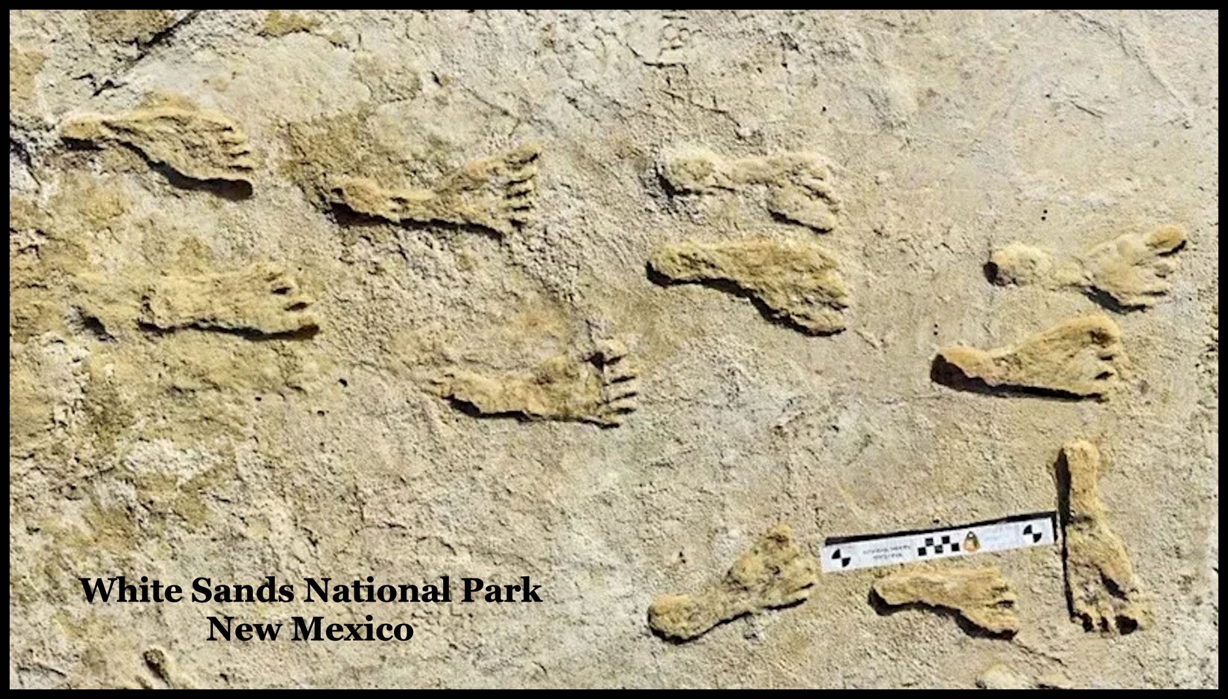 PBS video – 23,000 year-old human and animal foot prints at White Sands ...