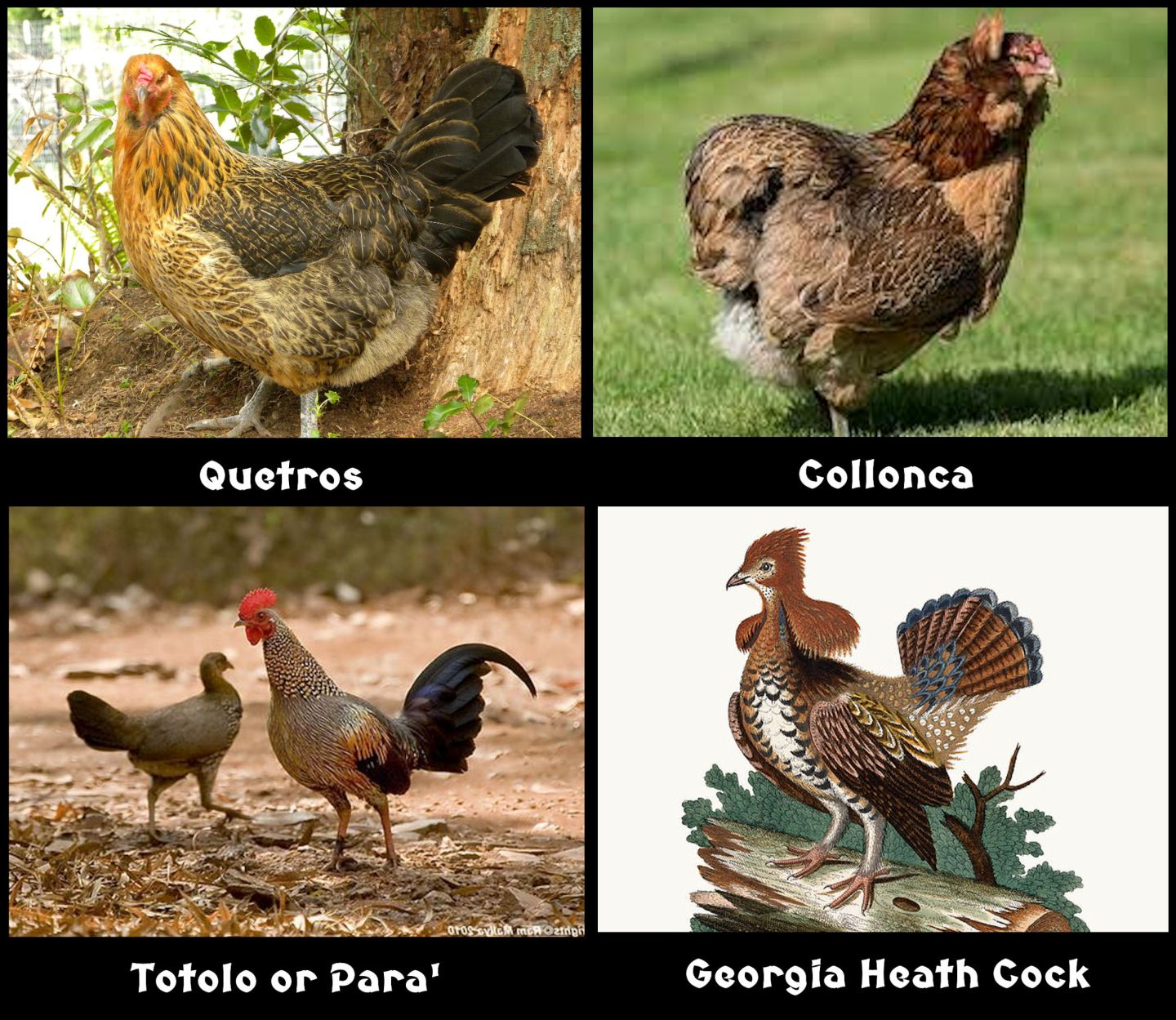 Fried Chicken was invented by the Creek Indians of Georgia! – The ...