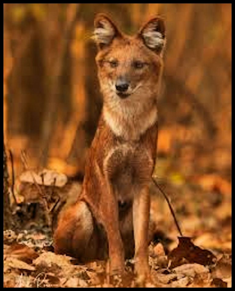 Video – Fascinating DNA study of Native American dogs – The Americas ...