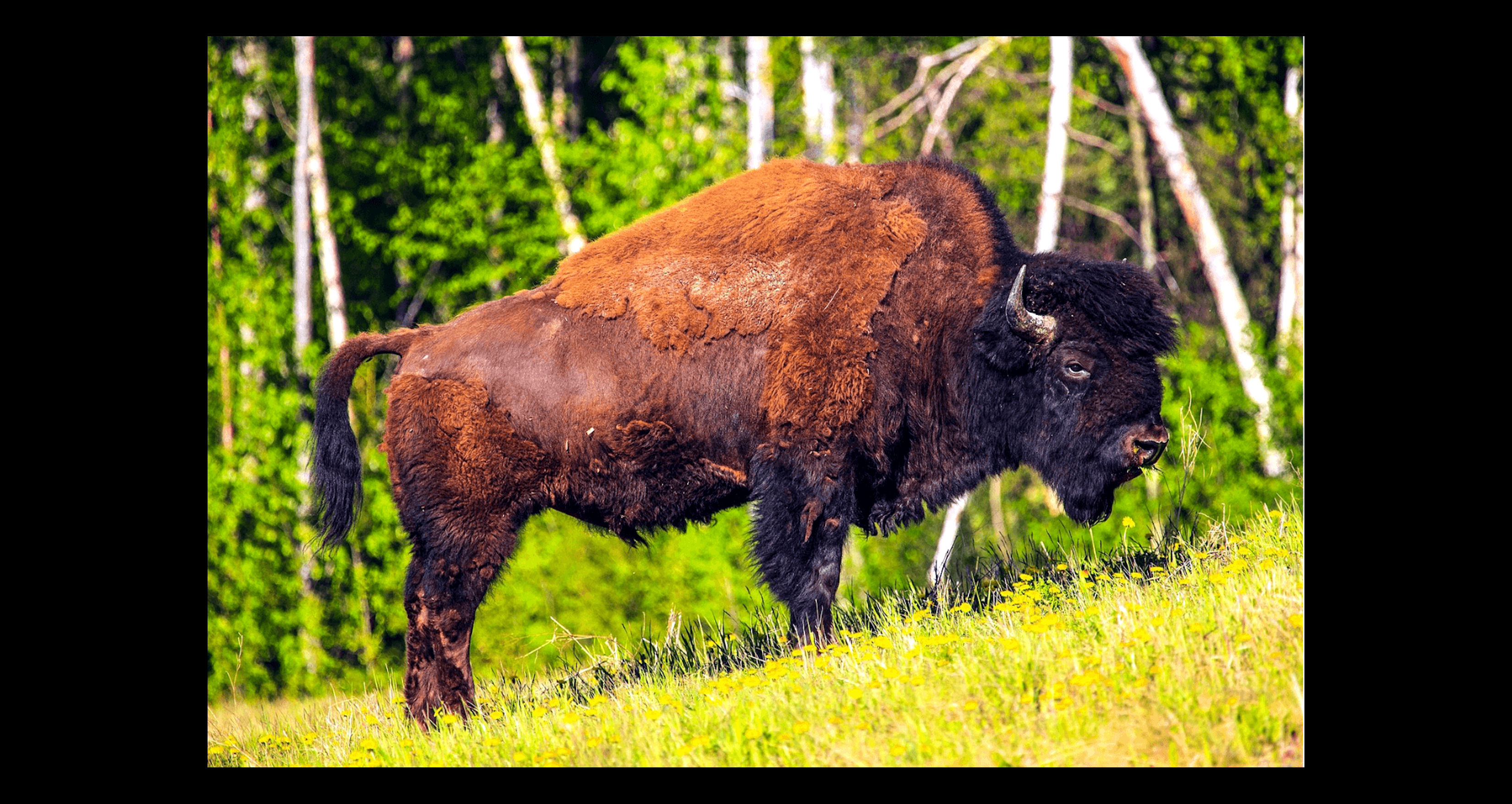 CBS Video: Wood Bison being brought back from extinction – The Americas ...